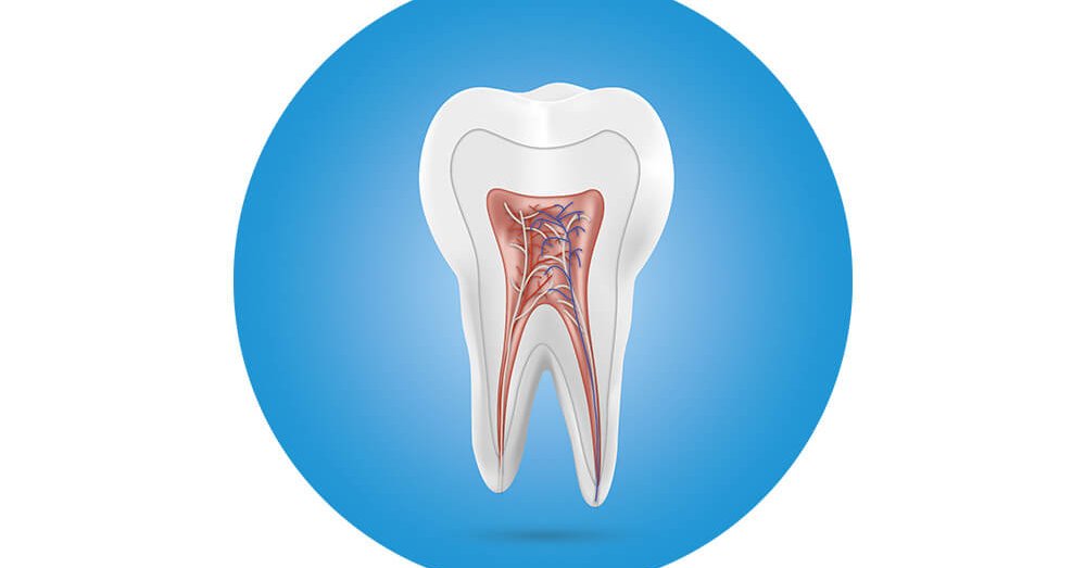 Anatomie Des Dents Numéro Modèle De Dents De Caries Dentaires,